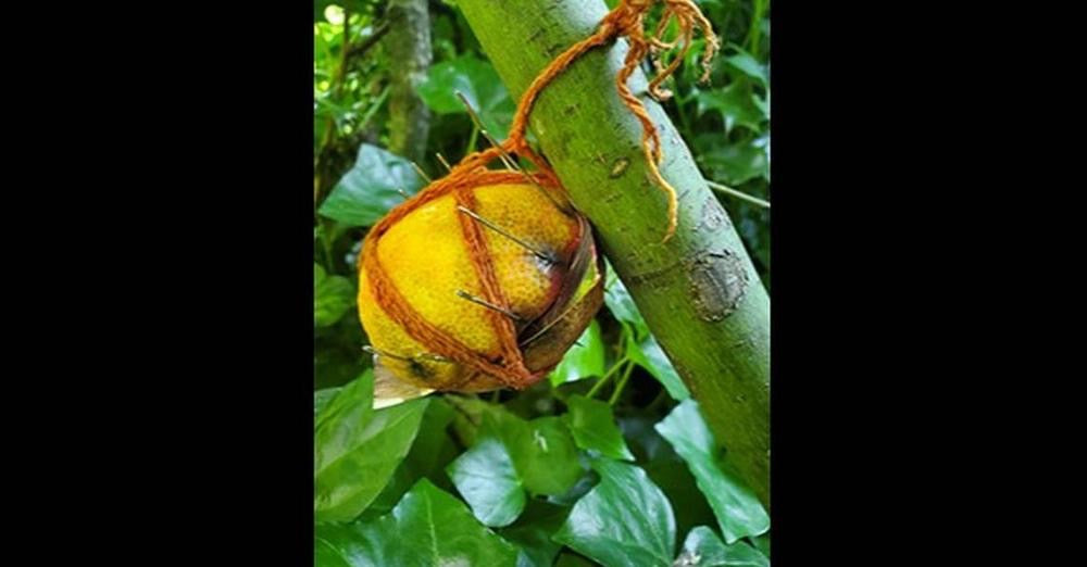 The Lemon Curse – World-Of-Conjure